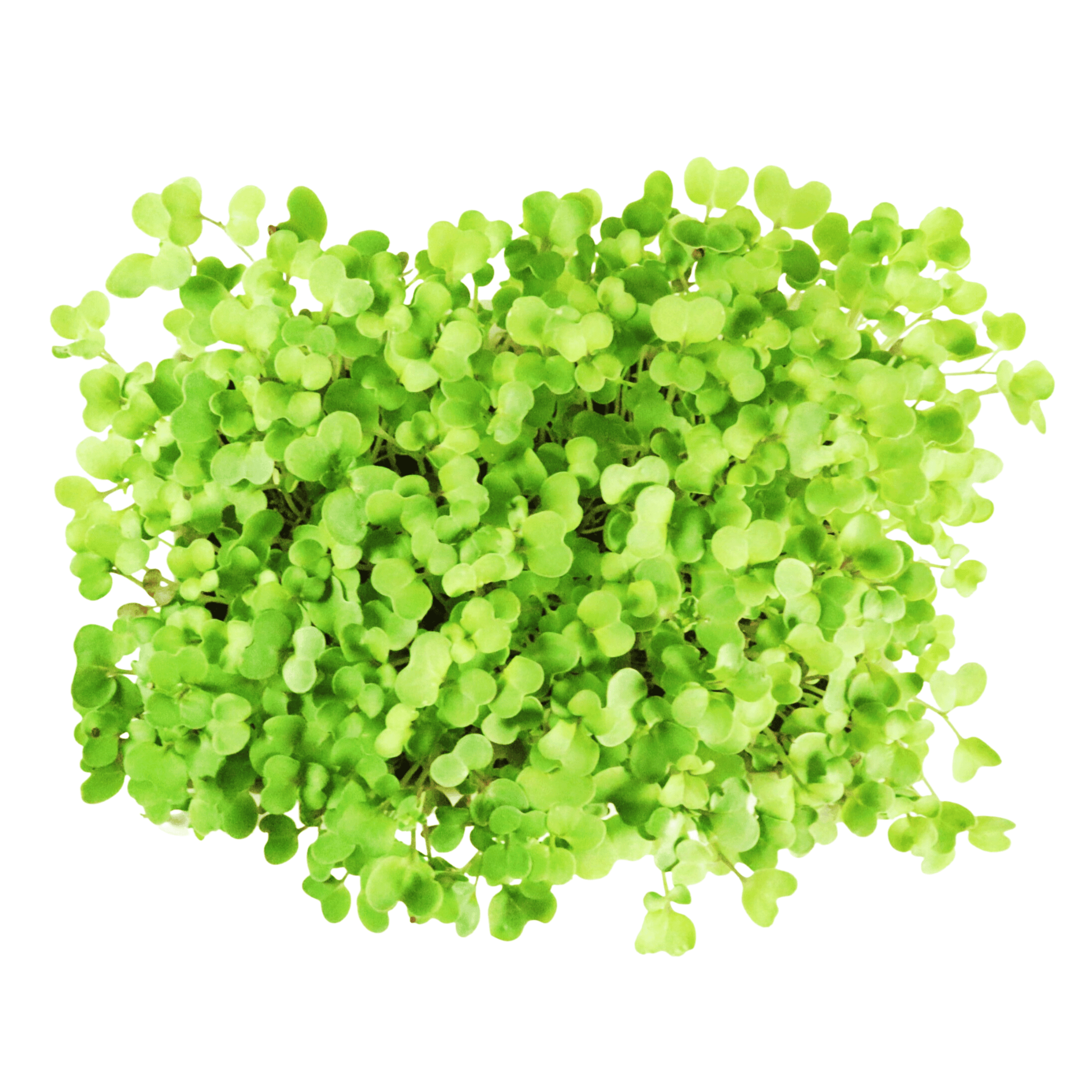 Mixed Leaf Micros - Homefarm