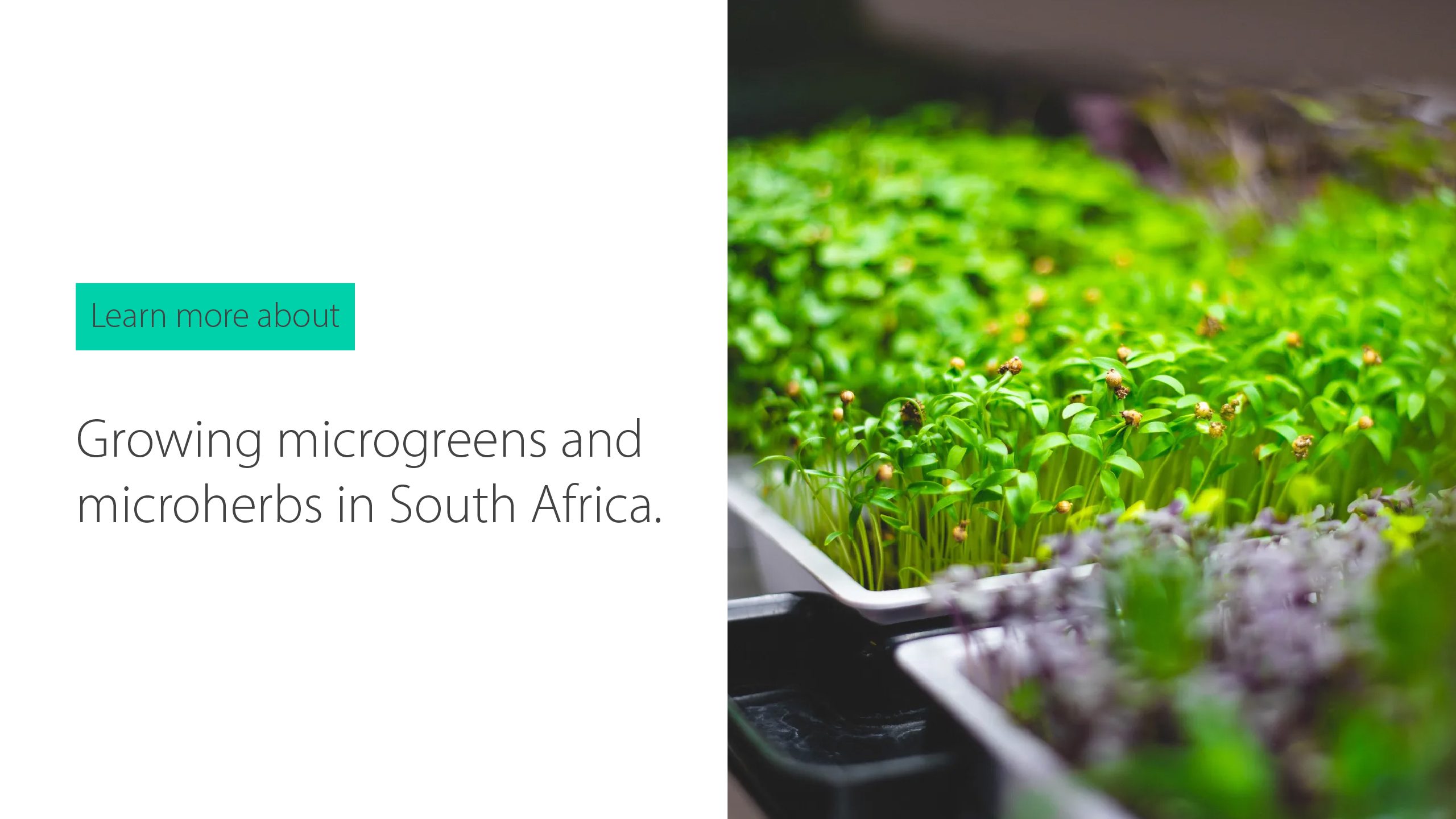 Growing microgreens in South AfricaHomefarm